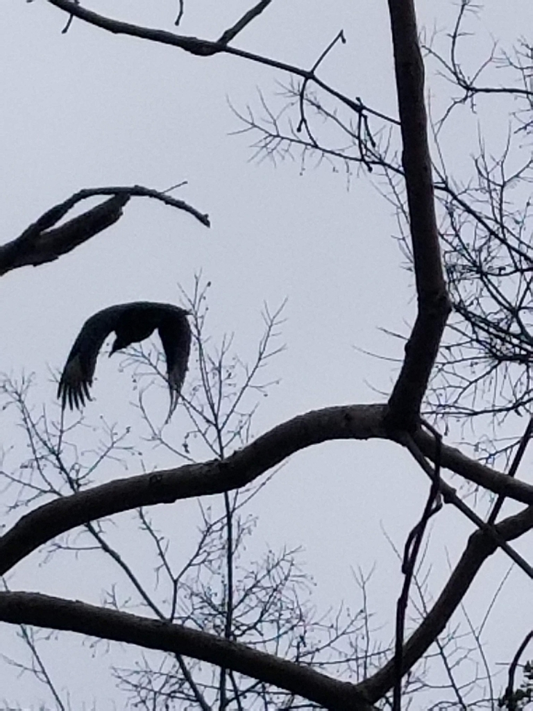 Black Vulture from Parker, TX, USA on January 18, 2019 at 02:00 PM by ...