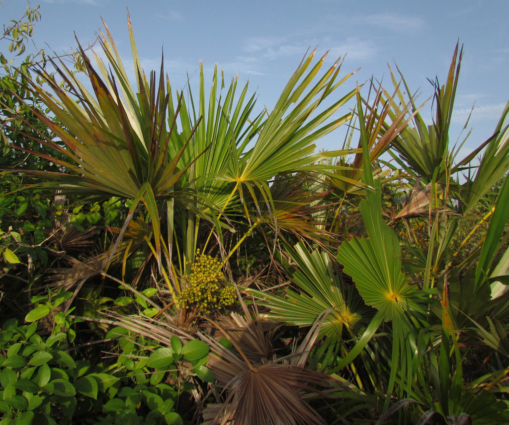 Mexican silver palm from San Benito, Yucatán on August 16, 2014 by ...