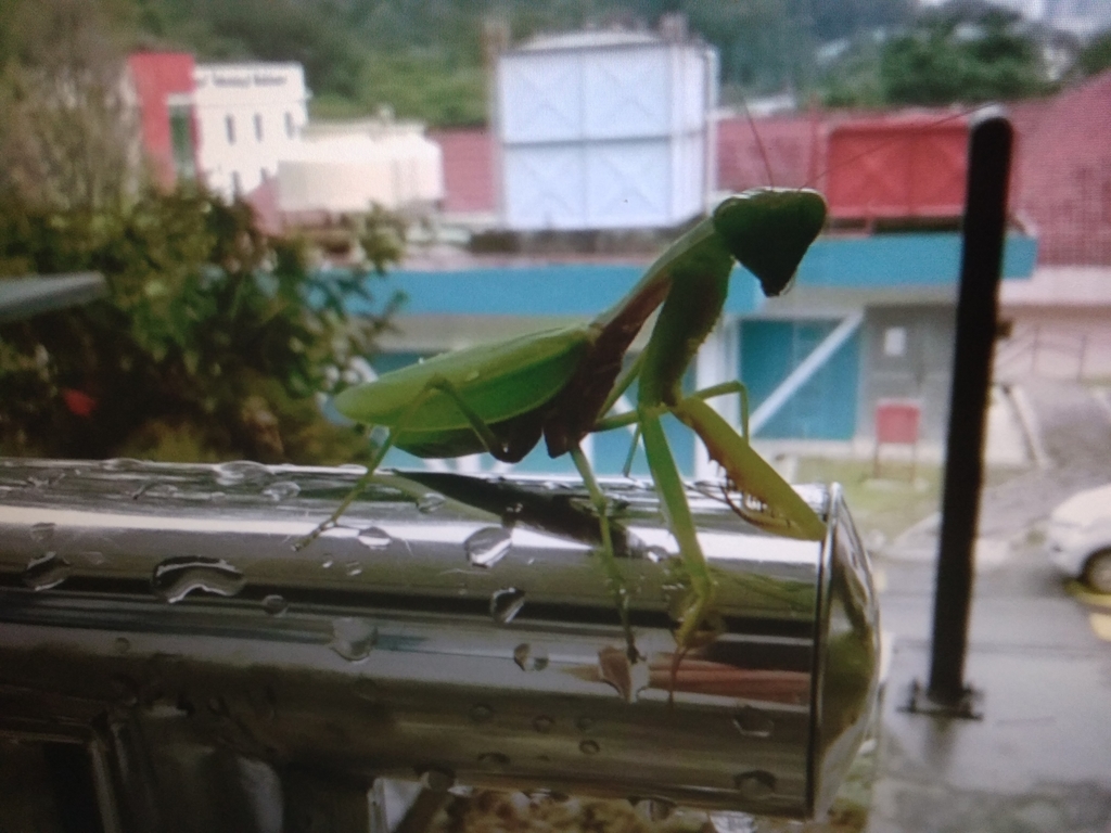 Golden-armed Mantis from Pusat Bahasa, 50603 Kuala Lumpur, Wilayah ...