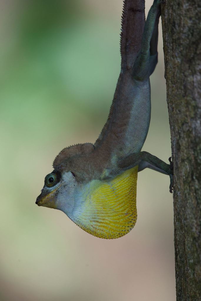 Grenada Tree Anole from Parrot Hall, Trinidad and Tobago on November 15 ...