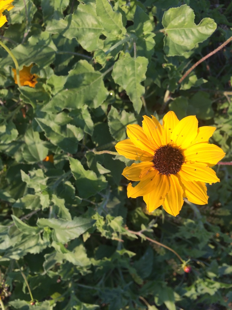 Texas Sunflower from 12836 Concho, Galveston, TX, US on April 28, 2018 ...