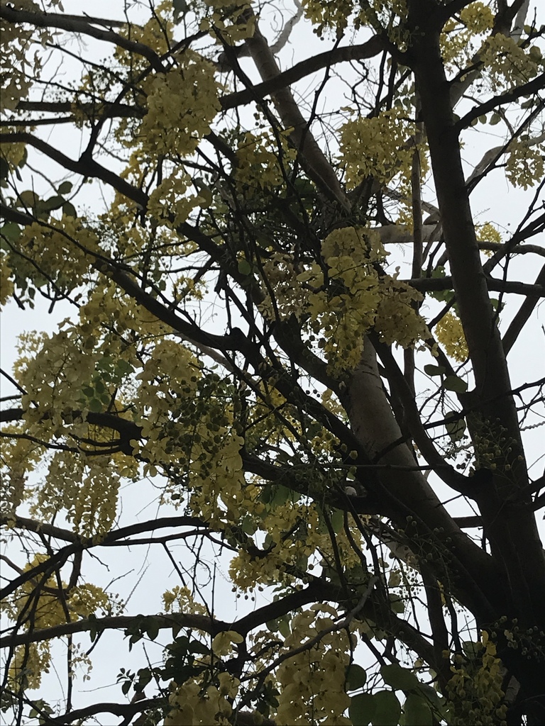 Golden shower tree from Phnom Penh, KH-PP, KH on April 30, 2018 at 03: ...