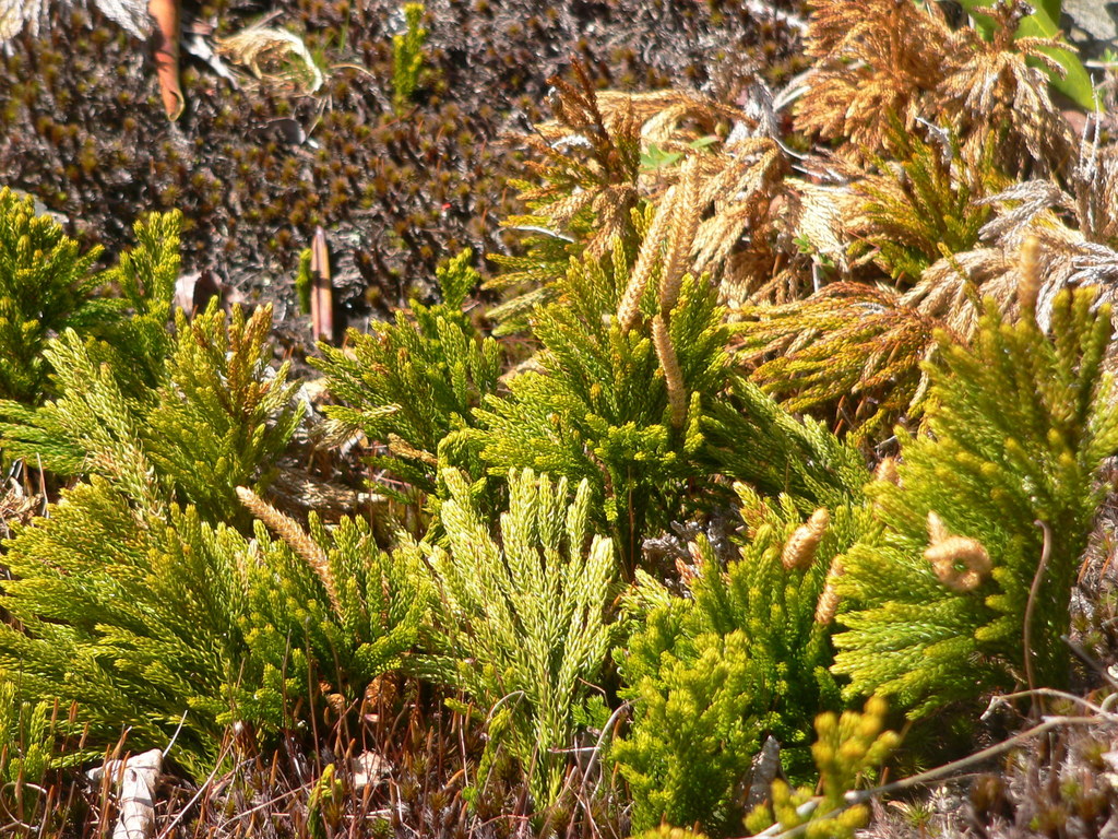 Hickey's tree-clubmoss from Carter County, TN, USA on April 28, 2018 at ...