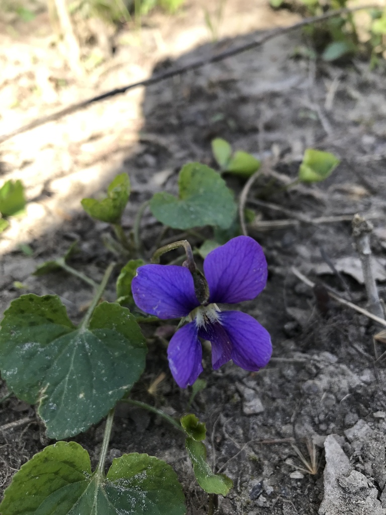common blue violet from Fort Harrison State Park, Lawrence, IN, US on ...