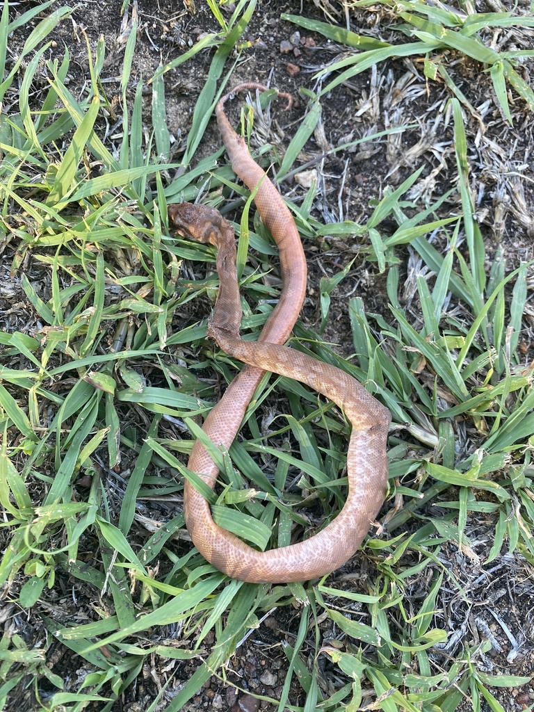 Darwin Carpet Python from Kakadu National Park, Jabiru, NT, AU on ...