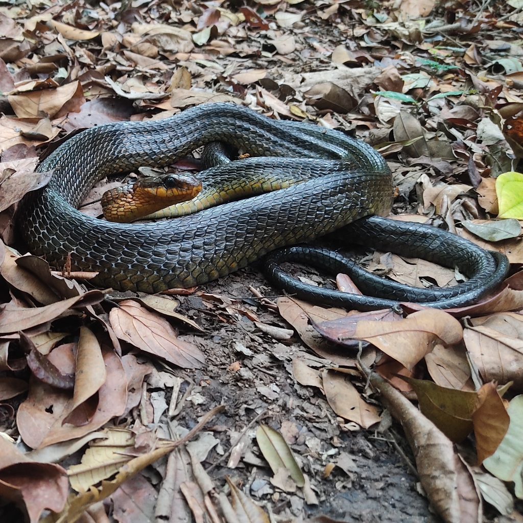 Amazon Puffing Snake from Murici - AL, Brasil on November 14, 2021 at ...