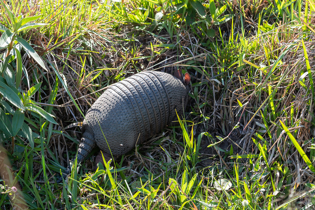 Southern Seven-banded Armadillo in October 2021 by Patricia Mancilla ...