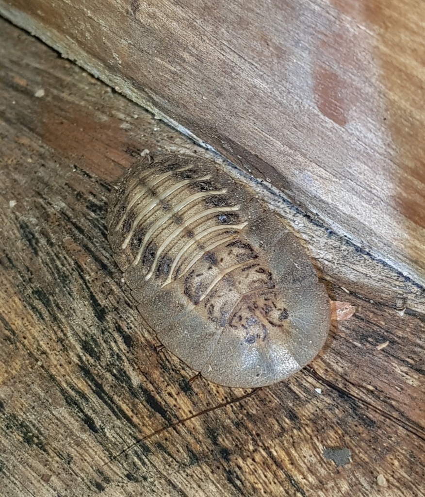 Monastria from Vale Verde, Porto Seguro - BA, 45810-000, Brasil on ...