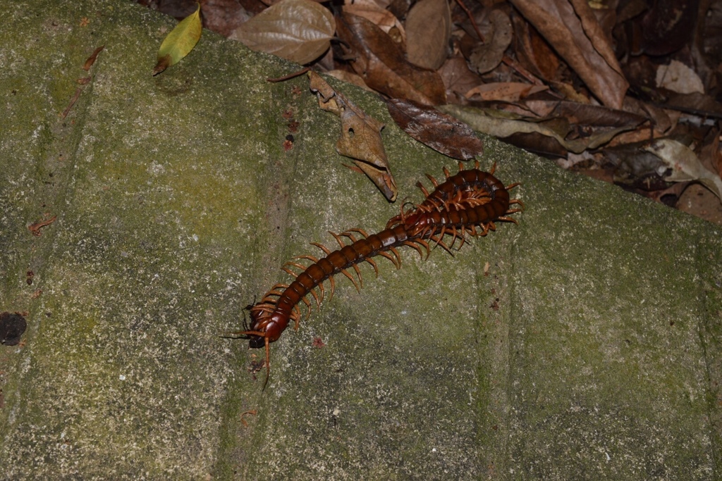 Scolopendra multidens from Kam Lo Hom, , Hong Kong, HK on April 30 ...