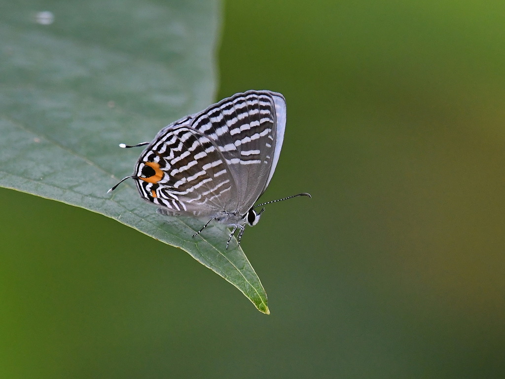 Jamides cleodus from Naval, Biliran, Philippines on November 23, 2021 ...