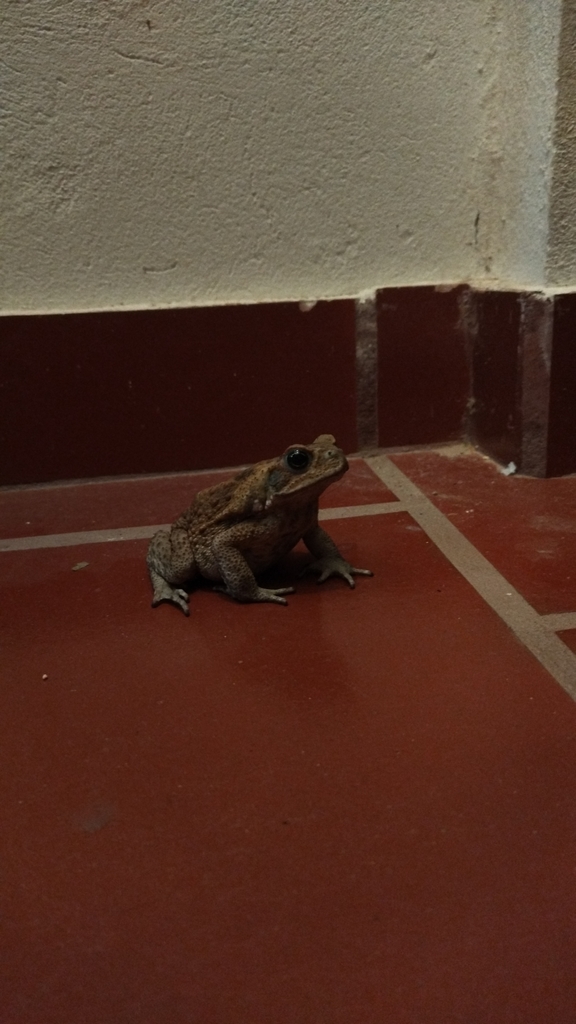 Cane Toad from Tame, Arauca, Colombia on November 22, 2021 at 09:08 PM ...