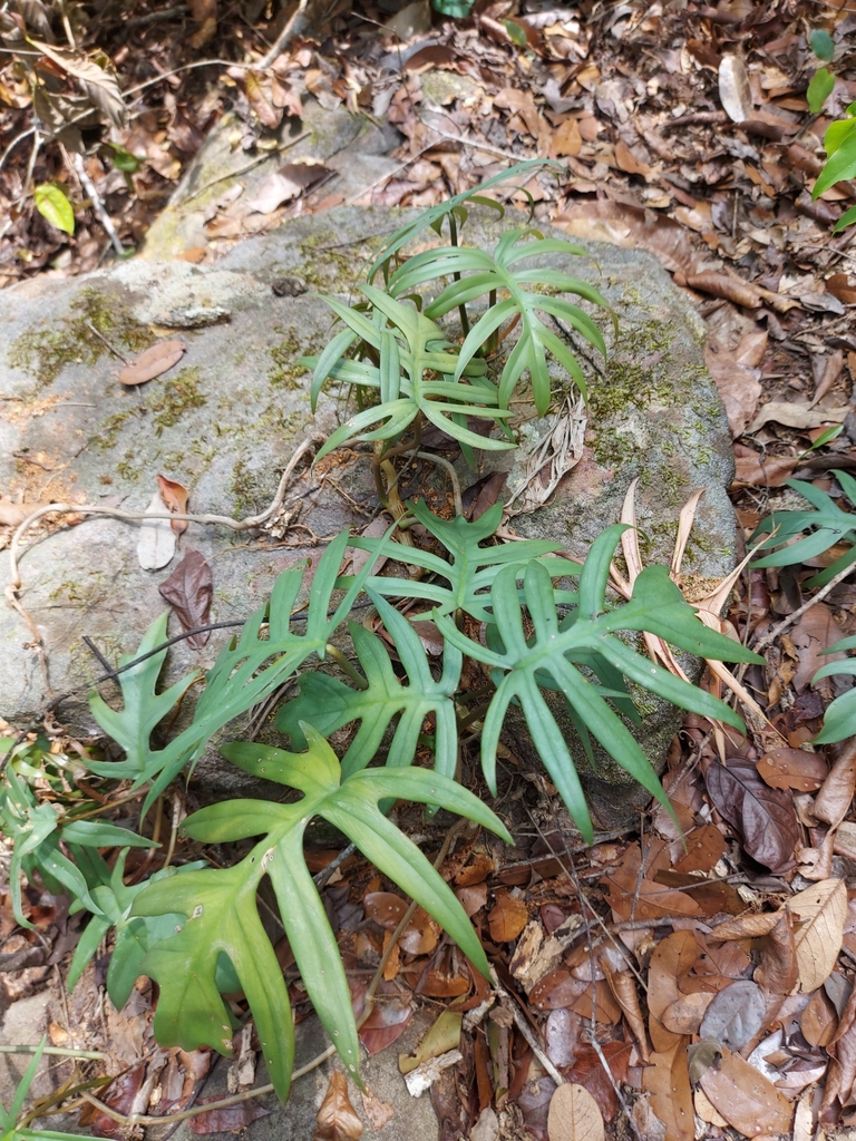 Philodendron cardosoi from São Geraldo do Araguaia - PA, 68570-000 ...