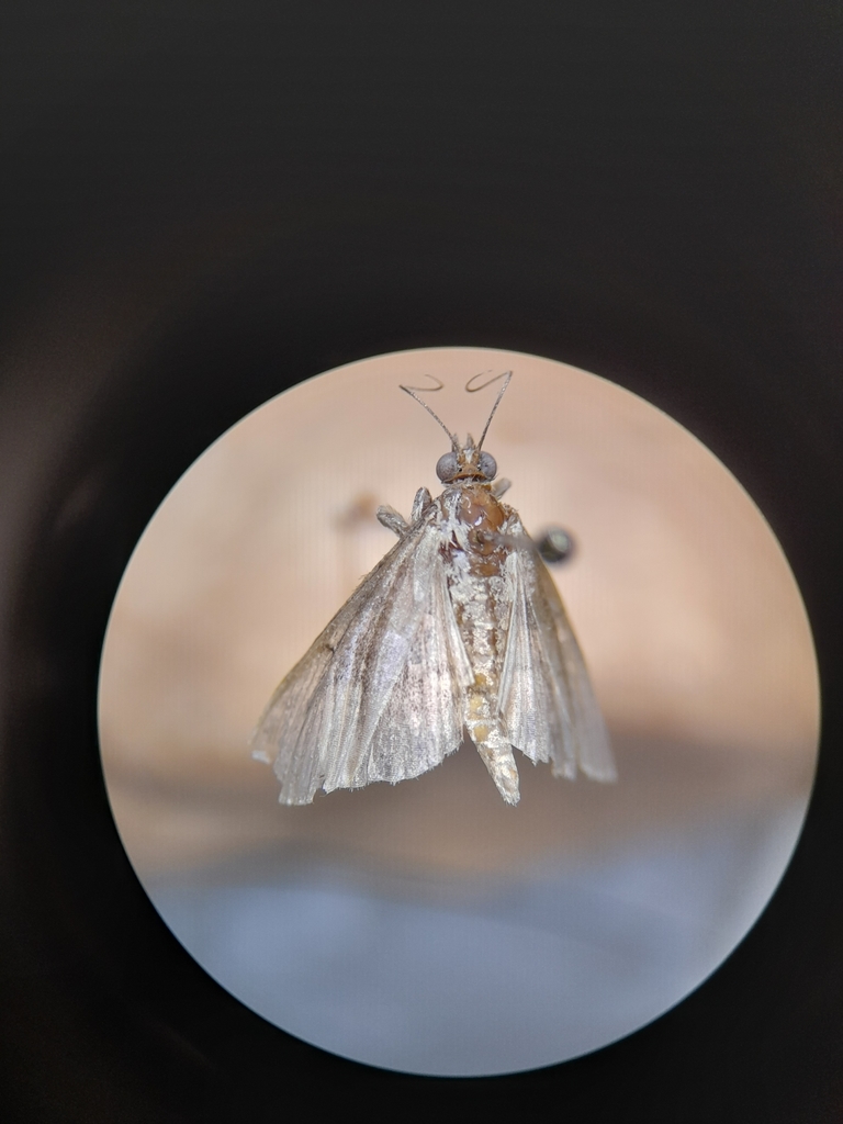 Butterflies and Moths from Mangilao, Guam on November 17, 2021 at 02:22 ...