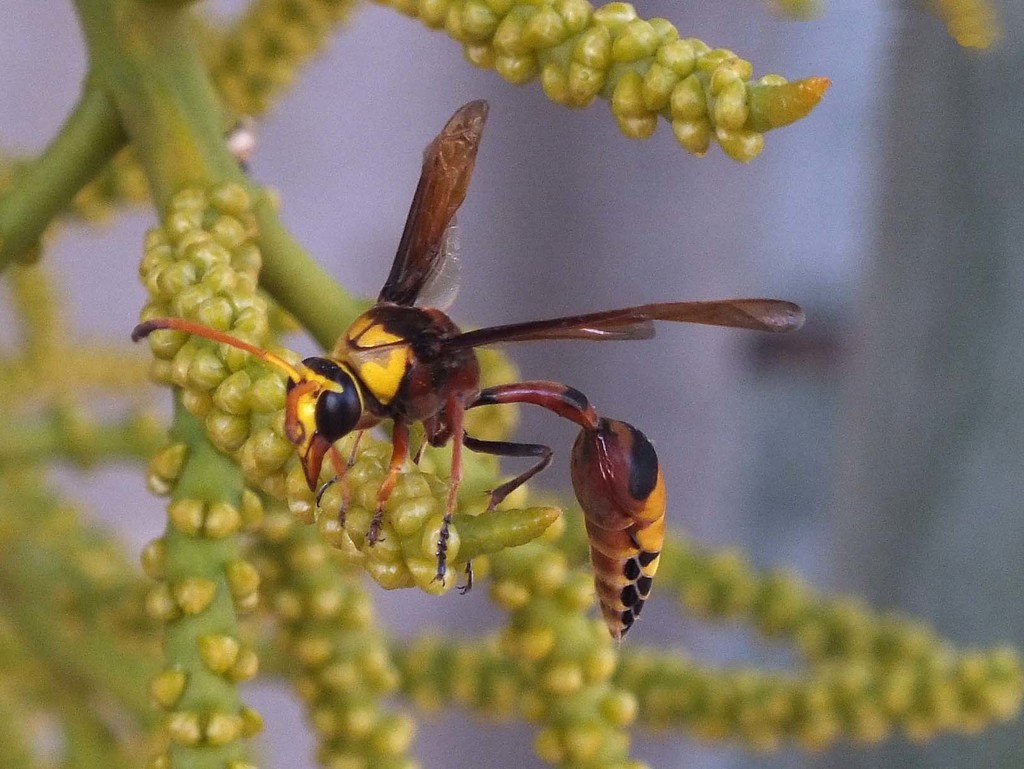 Delta pyriforme pyriforme from Cheelong Chaiyaphum Thailand on January ...