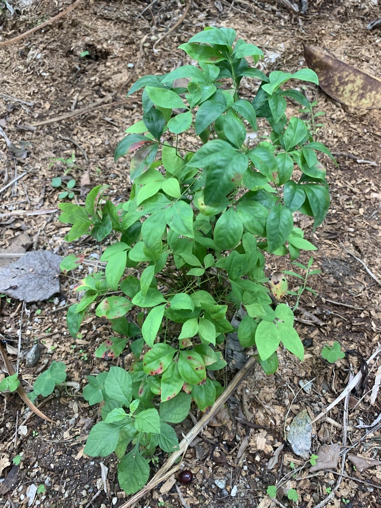 plants from Lai Wo Lane, Fo Tan, New Territories, HK on November 04 ...