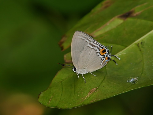 Pale Blue Royal (Tajuria jalajala) · iNaturalist United Kingdom