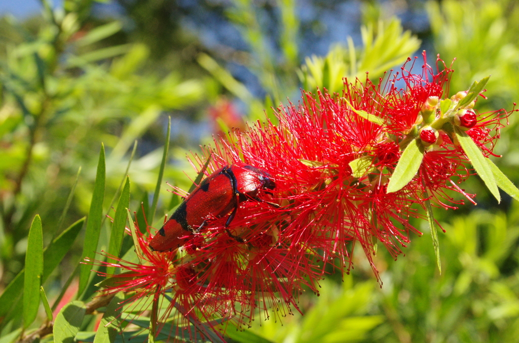 Calodema plebeia from Beatrice QLD 4886, Australia on February 13, 2020 ...