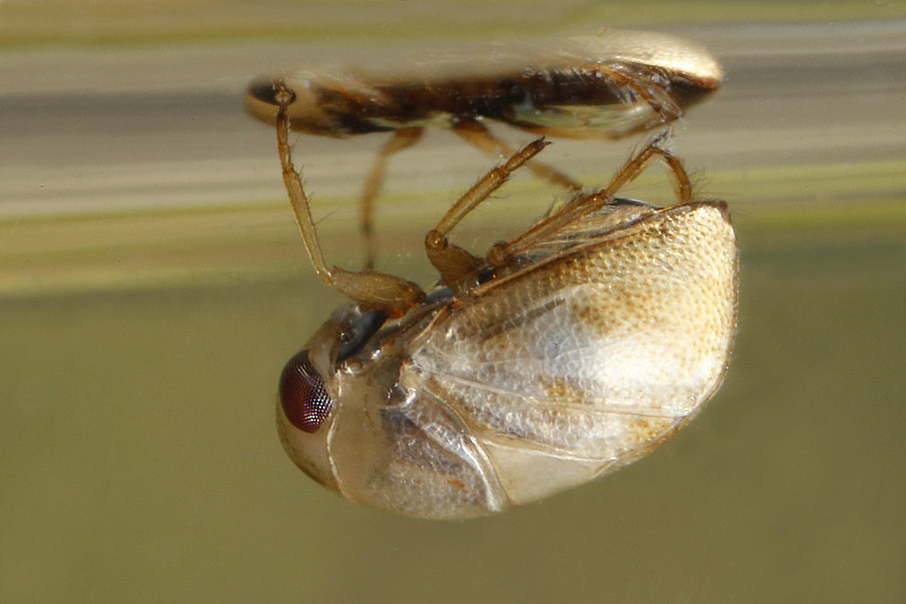 Backswimmer Vs Water Boatman