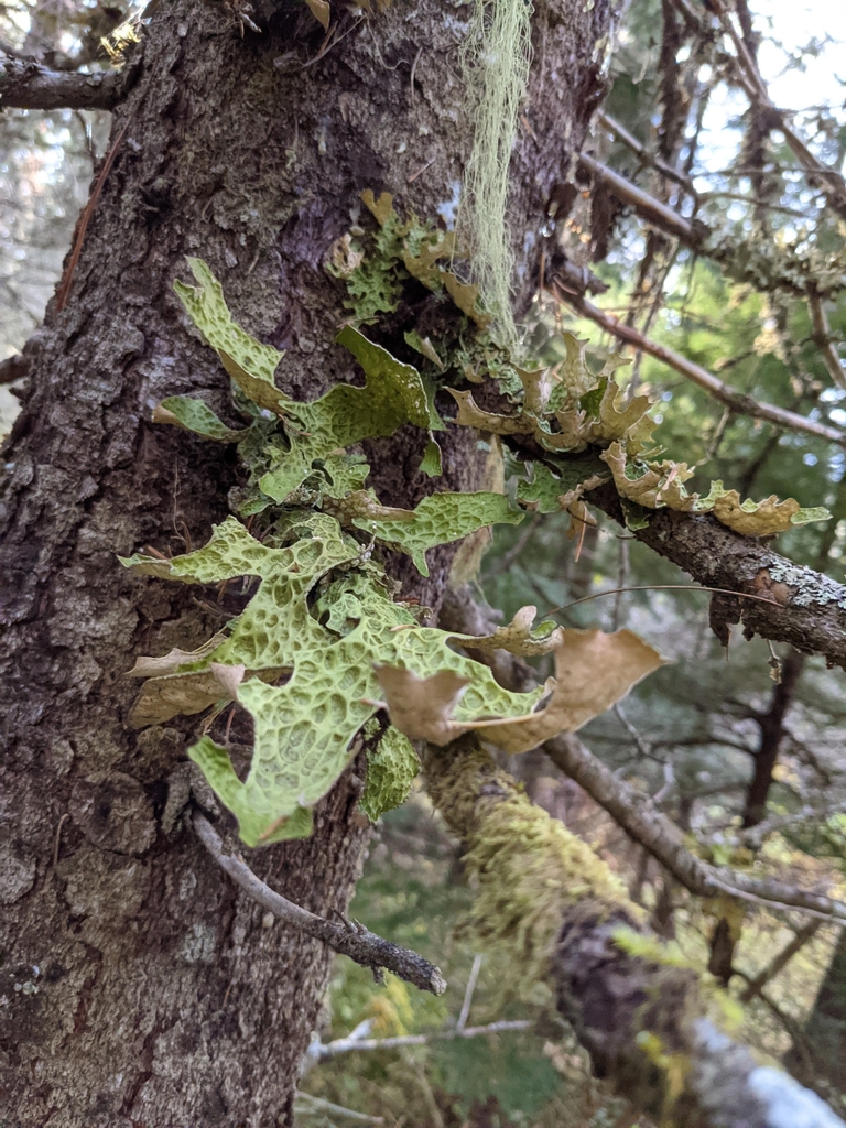 Tree Lungwort from Wallace, ID 83873, USA on October 17, 2021 at 02:47 ...