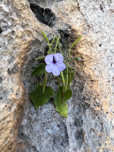 Genus Tribounia · iNaturalist United Kingdom