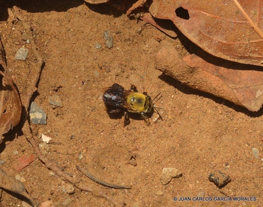 Shining Oil-digger Bee from Ciudad Lagunas, Oaxaca on April 5, 2015 by ...