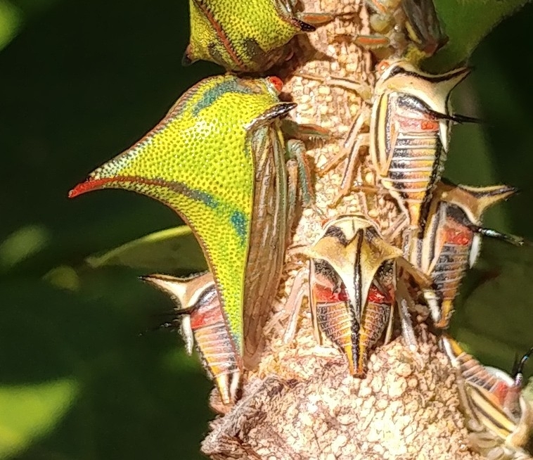 Thorn Treehopper from Boca Raton, FL 33498, USA on November 24, 2021 at ...