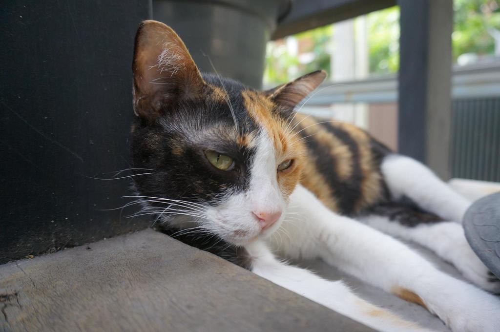 Domestic Cat from Khlong Toei, Bangkok, Thailand on December 09, 2014 ...