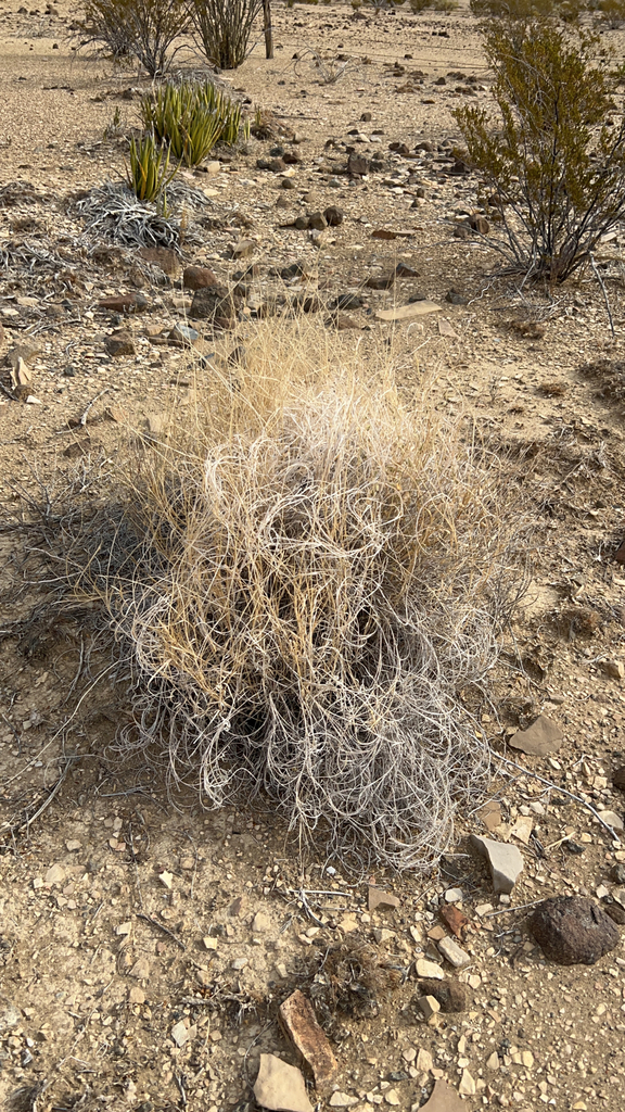 Big Galleta from Terlingua on November 22, 2021 at 10:00 AM by Erin ...
