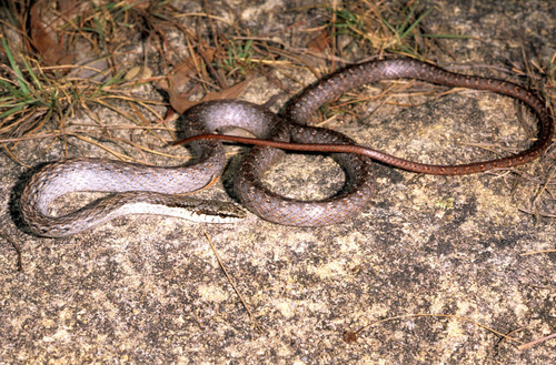 Ithycyphus blanci · iNaturalist Mexico