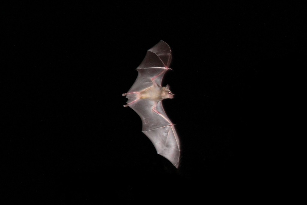 pale spear-nosed bat from São Bernardo, MA, 65550-000, Brasil on ...