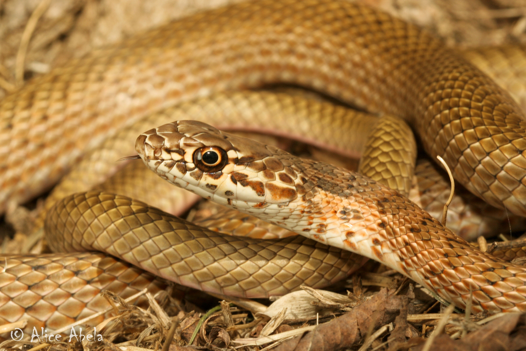 San Joaquin Coachwhip in April 2007 by Alice Abela. San Joaquin ...