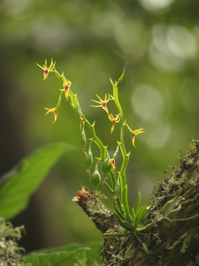 Orquídea (Fauna y flora de la Finca El Cerro) · NaturaLista Colombia