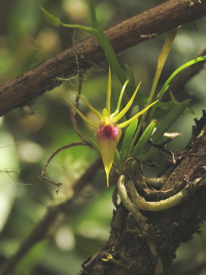 Orquídea (Fauna y flora de la Finca El Cerro) · NaturaLista Colombia