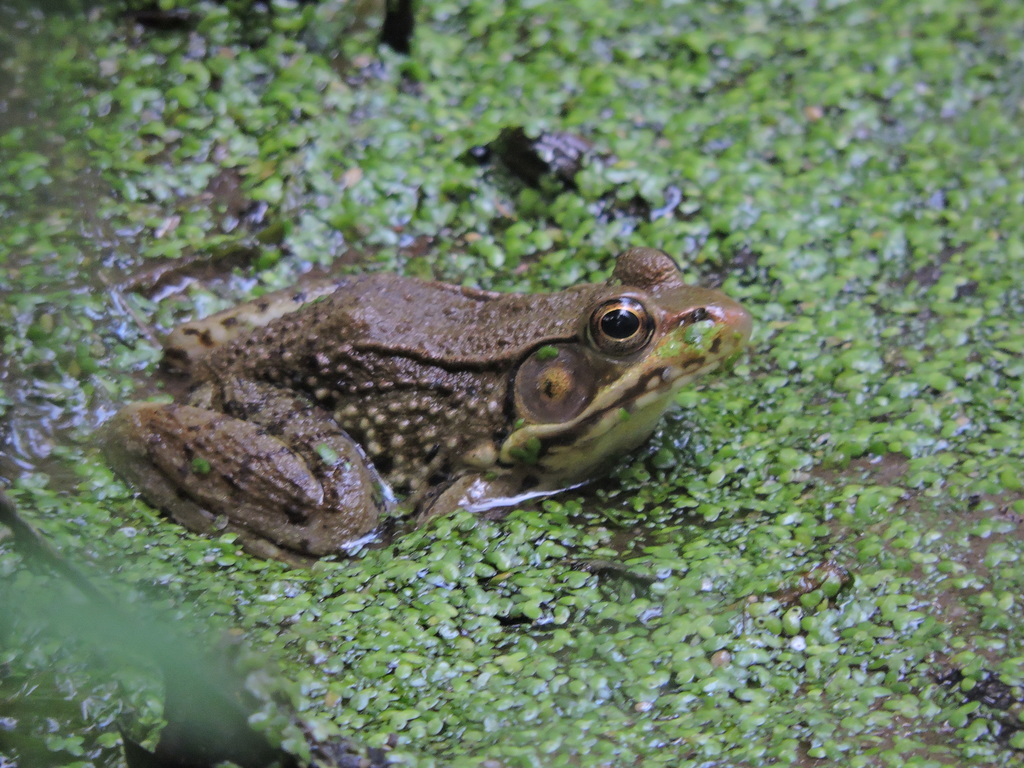 Green Frog from Sullivan County, TN, USA on July 05, 2020 at 03:27 PM ...