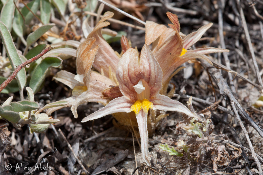 Aphyllon californicum grande in June 2010 by Alice Abela. California ...