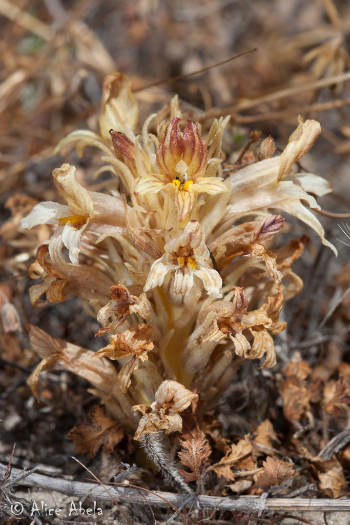 Aphyllon californicum grande in June 2010 by Alice Abela. California ...