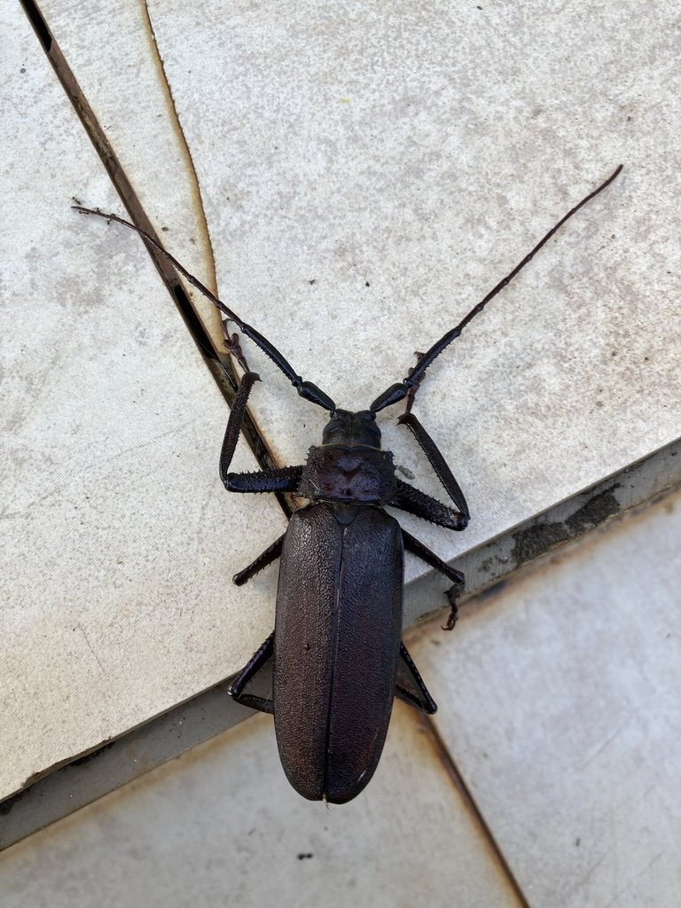 Macrotoma natala from Lusaka, ZM on November 24, 2021 at 07:36 AM by ...