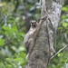 Genus Cynocephalus · iNaturalist