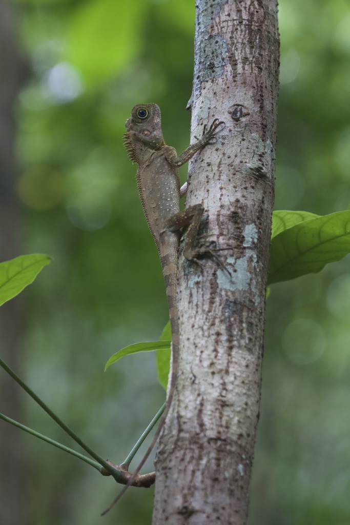 Mindoro Forest Dragon from Rajah Sikatuna on January 02, 2013 at 10:47 ...