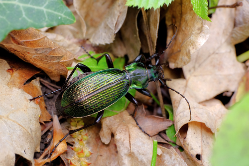 Subspecies Carabus prometheus miroshnikovi · iNaturalist