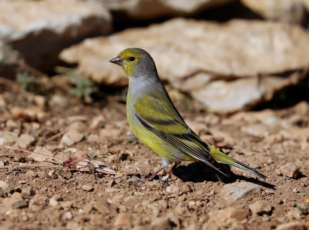 Citril Finch from Eliana, l', Valencia, Spain on November 15, 2021 at ...