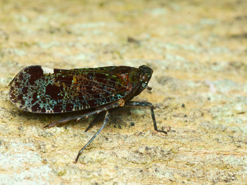 Penthicodes bimaculata · iNaturalist United Kingdom