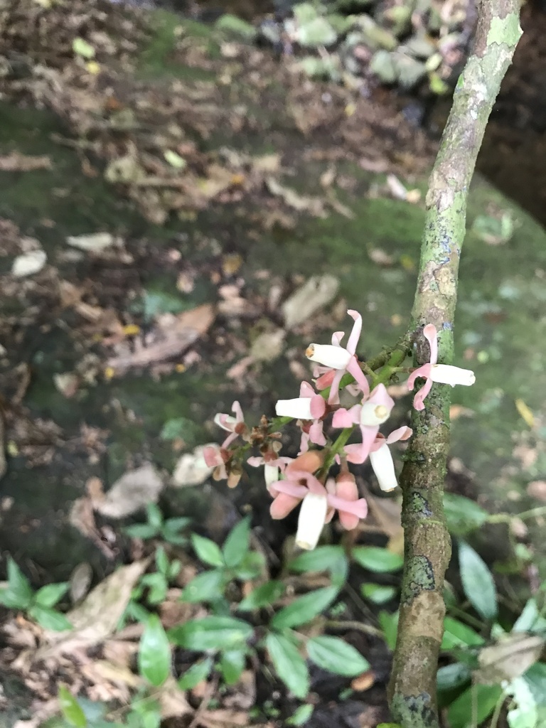 American muskwood in November 2021 by Ariane · iNaturalist