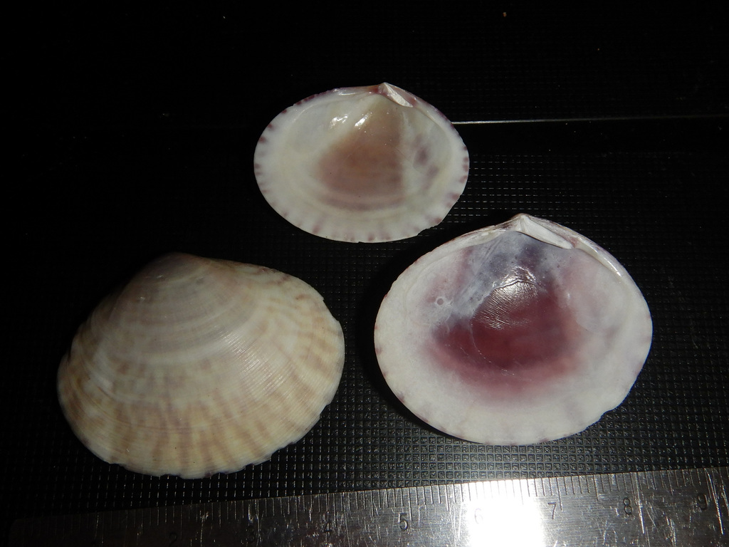 Purple Semele from City of Marco, Marco Island, FL, USA on December 24 ...