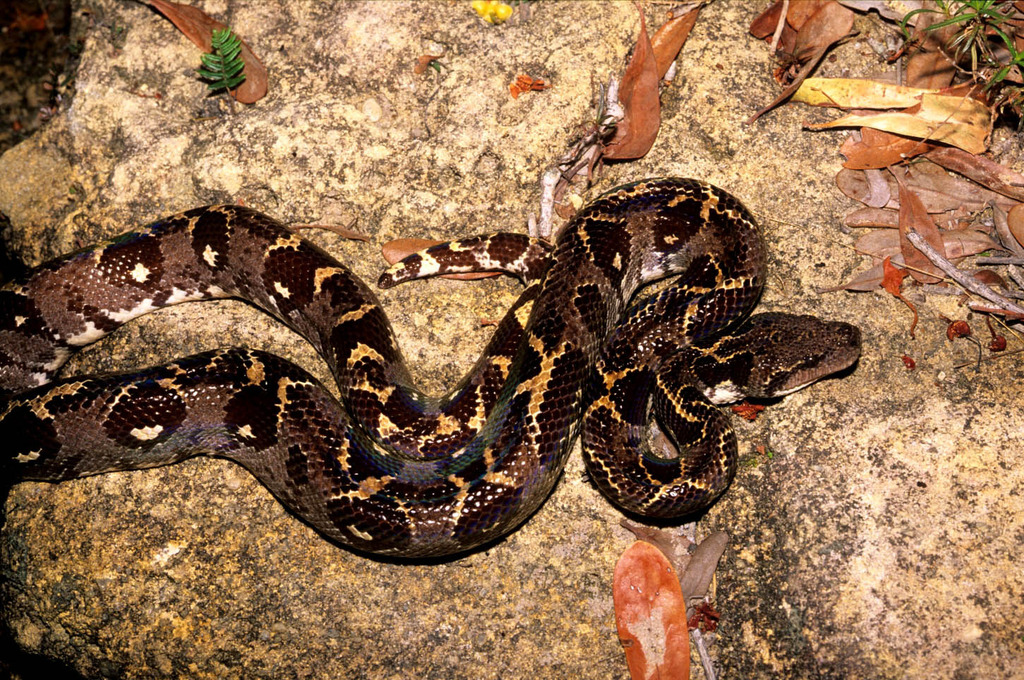 Nosy Komba ground boa from Zahavola on December 19, 2004 by Franco ...