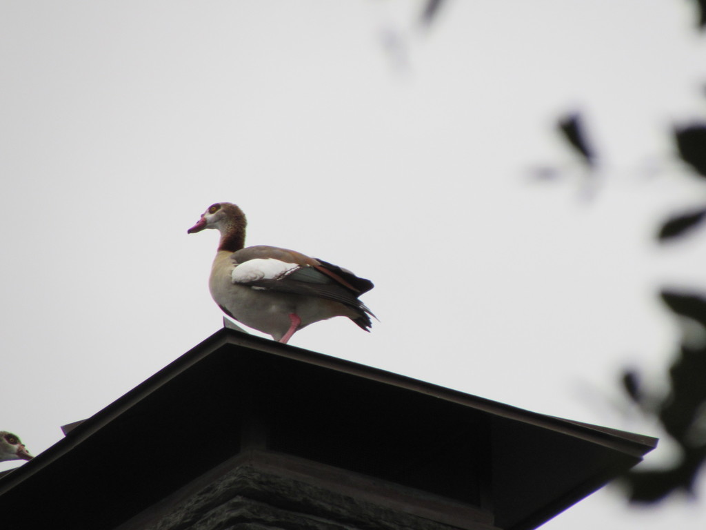 Egyptian Goose from University Place, Houston, TX, USA on November 24 ...