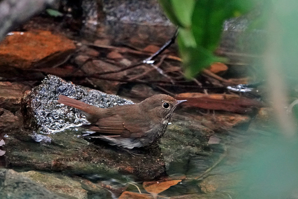 Rufous-tailed Robin in November 2021 by Carol Kwok. 紅尾歌鴝 Rufous-tailed ...