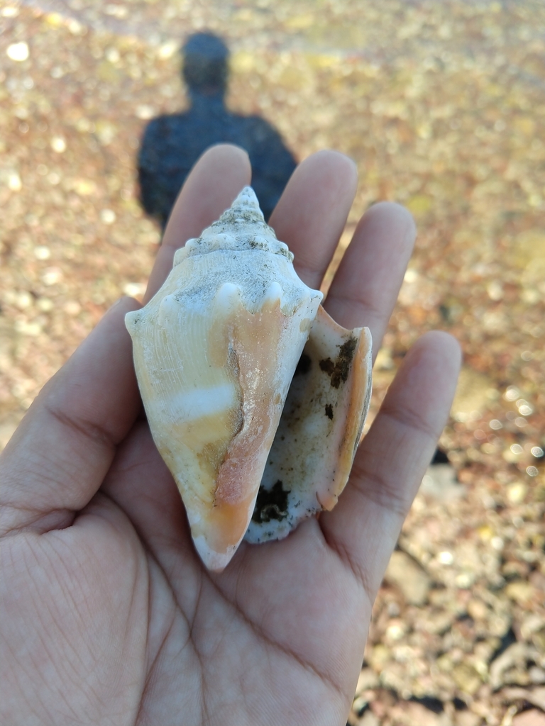 Eastern Pacific fighting conch from La Península, Heroica Guaymas, Son ...