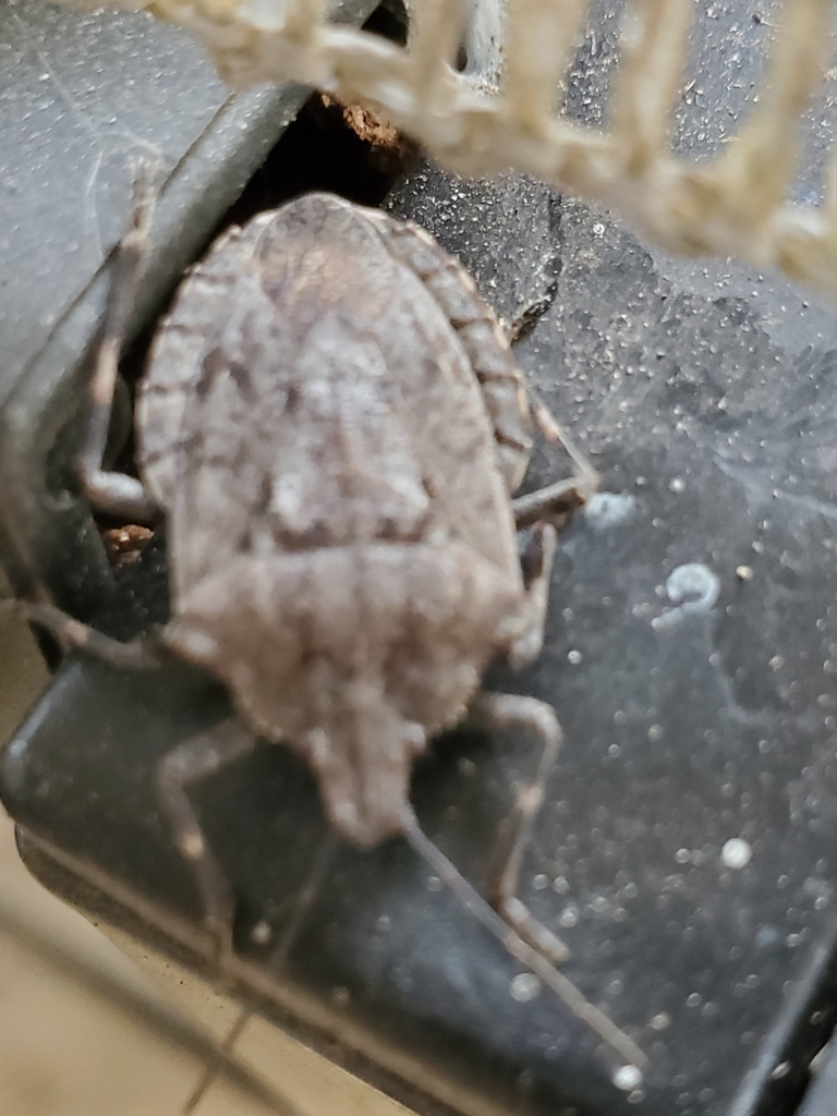 Rough Stink Bugs from Cary Woods, Auburn, AL, USA on November 25, 2021 ...