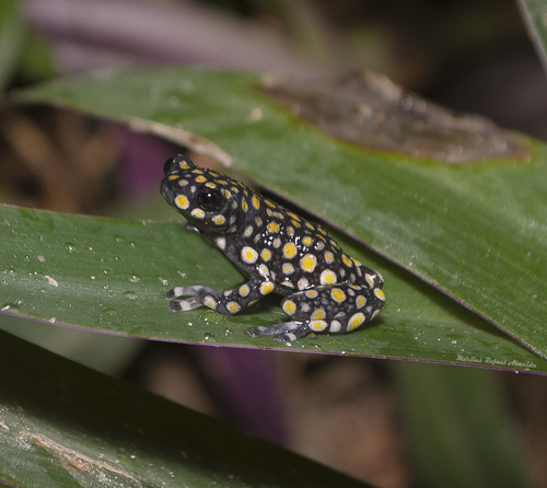 Resplendent Frog (Allophryne resplendens) · iNaturalist